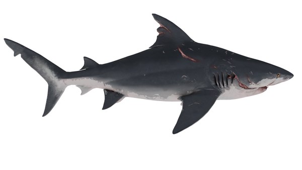 3D Scarred Shark Rigged model - TurboSquid 1716952