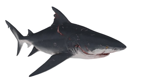3D Scarred Shark Rigged model - TurboSquid 1716952