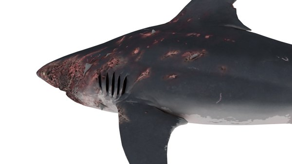 3D Scarred Shark Rigged model - TurboSquid 1716952