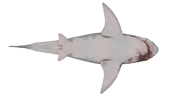 3D Scarred Shark Rigged model - TurboSquid 1716952