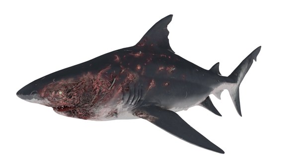 3D Scarred Shark Rigged model - TurboSquid 1716952