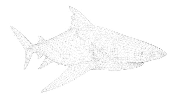 3D Scarred Shark Rigged model - TurboSquid 1716952