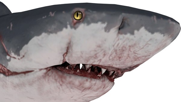 3D Scarred Shark Rigged model - TurboSquid 1716952