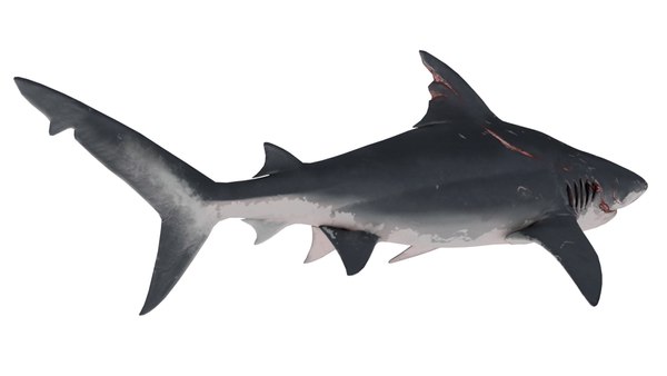3D Scarred Shark Rigged model - TurboSquid 1716952