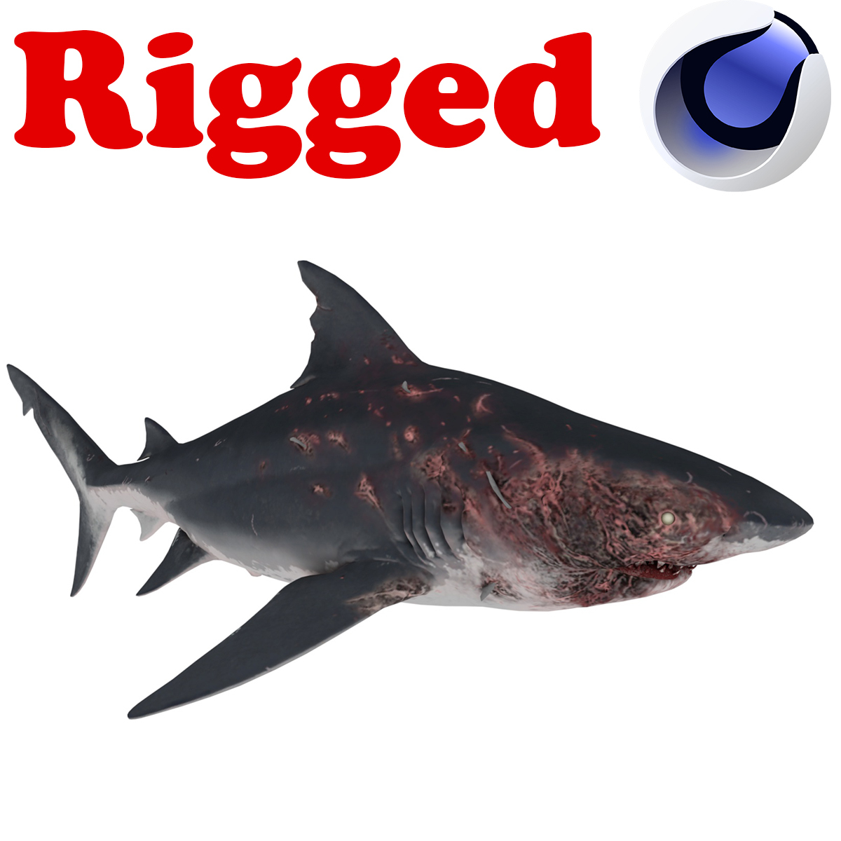 3D Scarred Shark Rigged model - TurboSquid 1716952