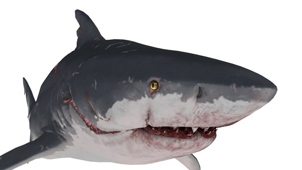 3D Scarred Shark Rigged model - TurboSquid 1716952
