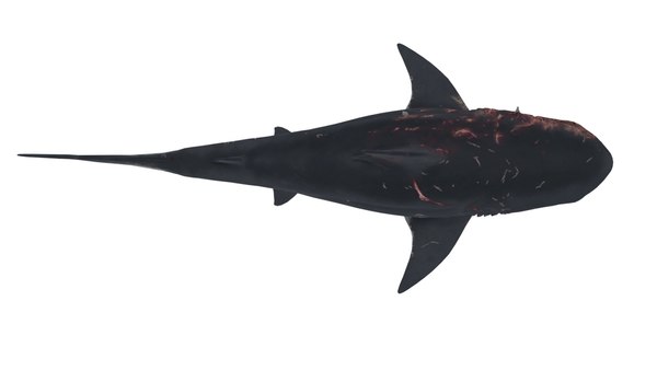 3D Scarred Shark Rigged model - TurboSquid 1716952