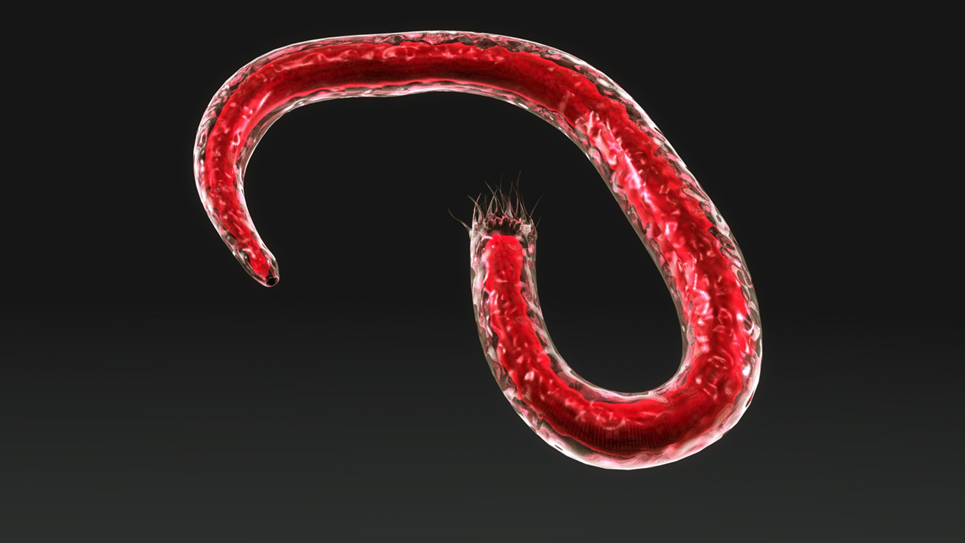 3d hookworm worms model