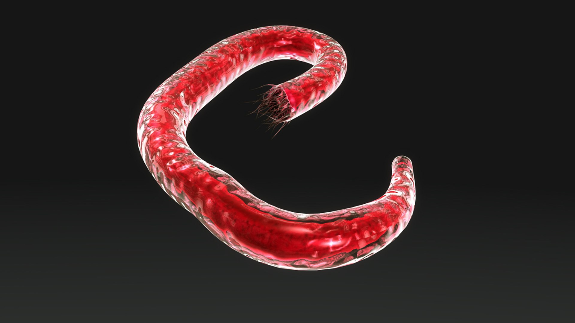 3d hookworm worms model