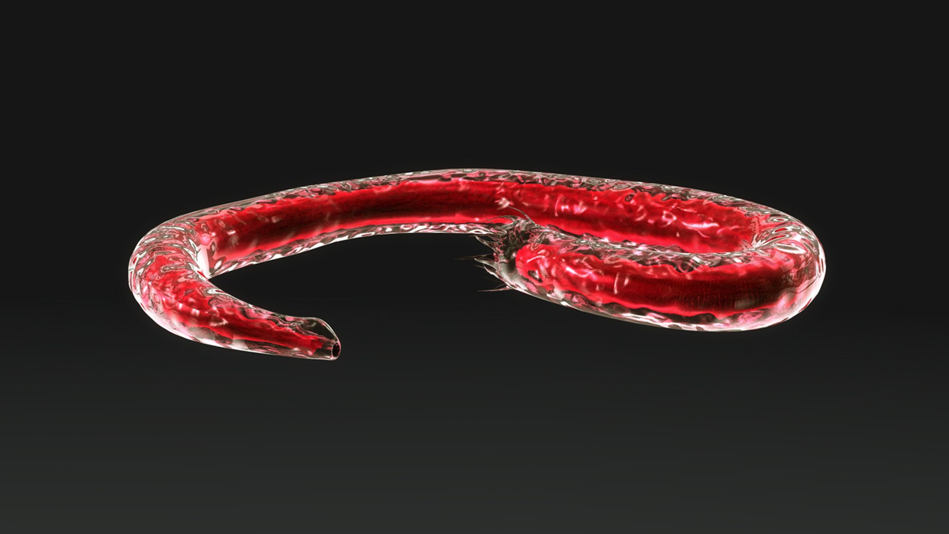 3d hookworm worms model