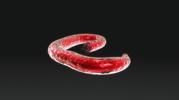3d hookworm worms model