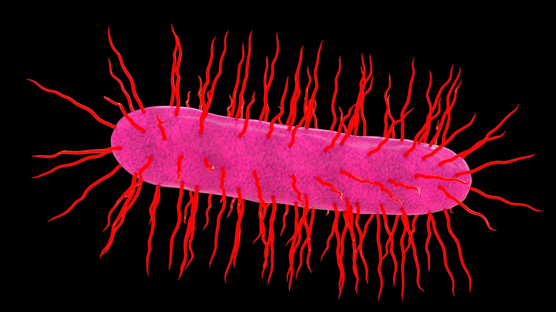 3D Bacterial Motility Model - TurboSquid 2220488
