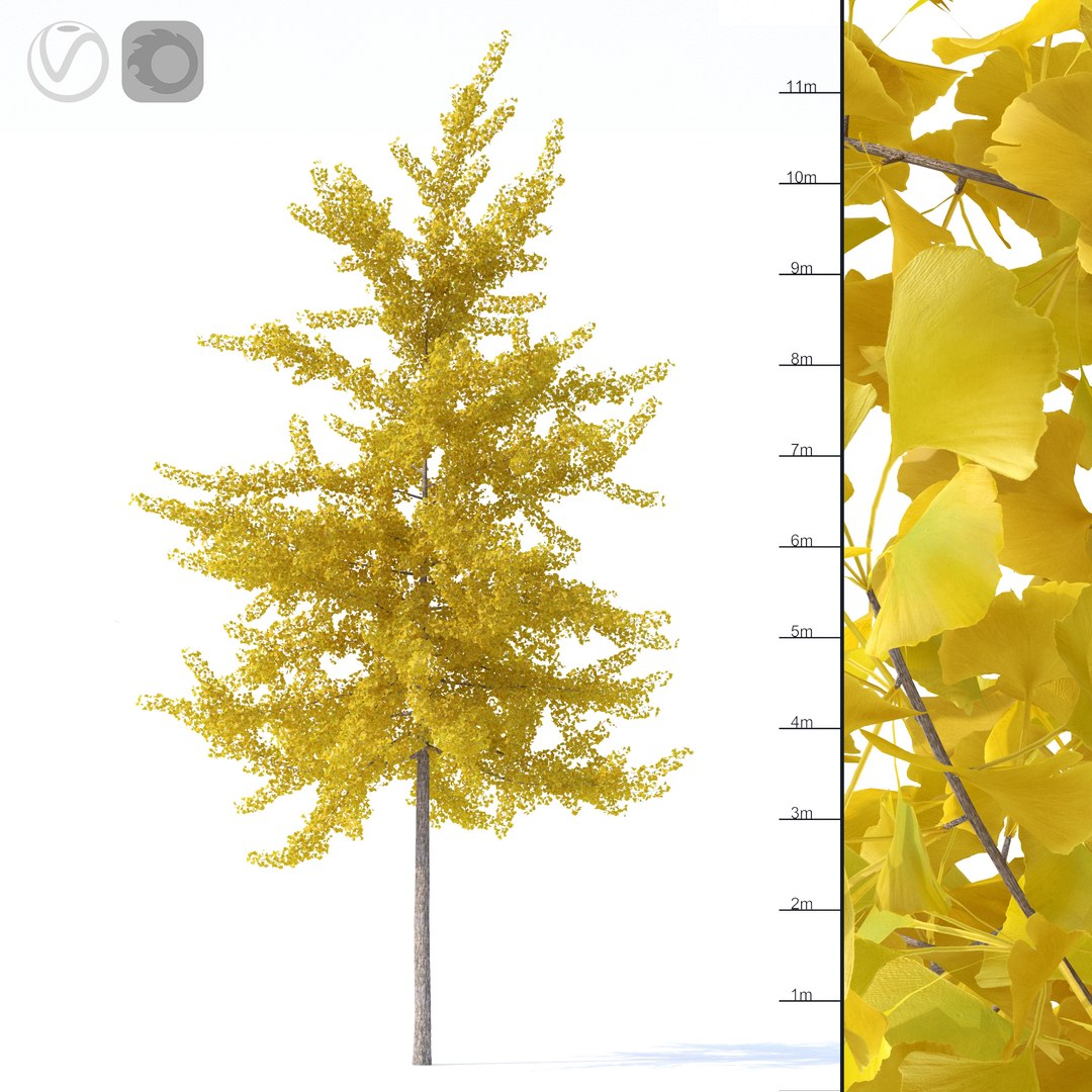 3D Ginkgo Biloba Tree Plants - TurboSquid 1655256