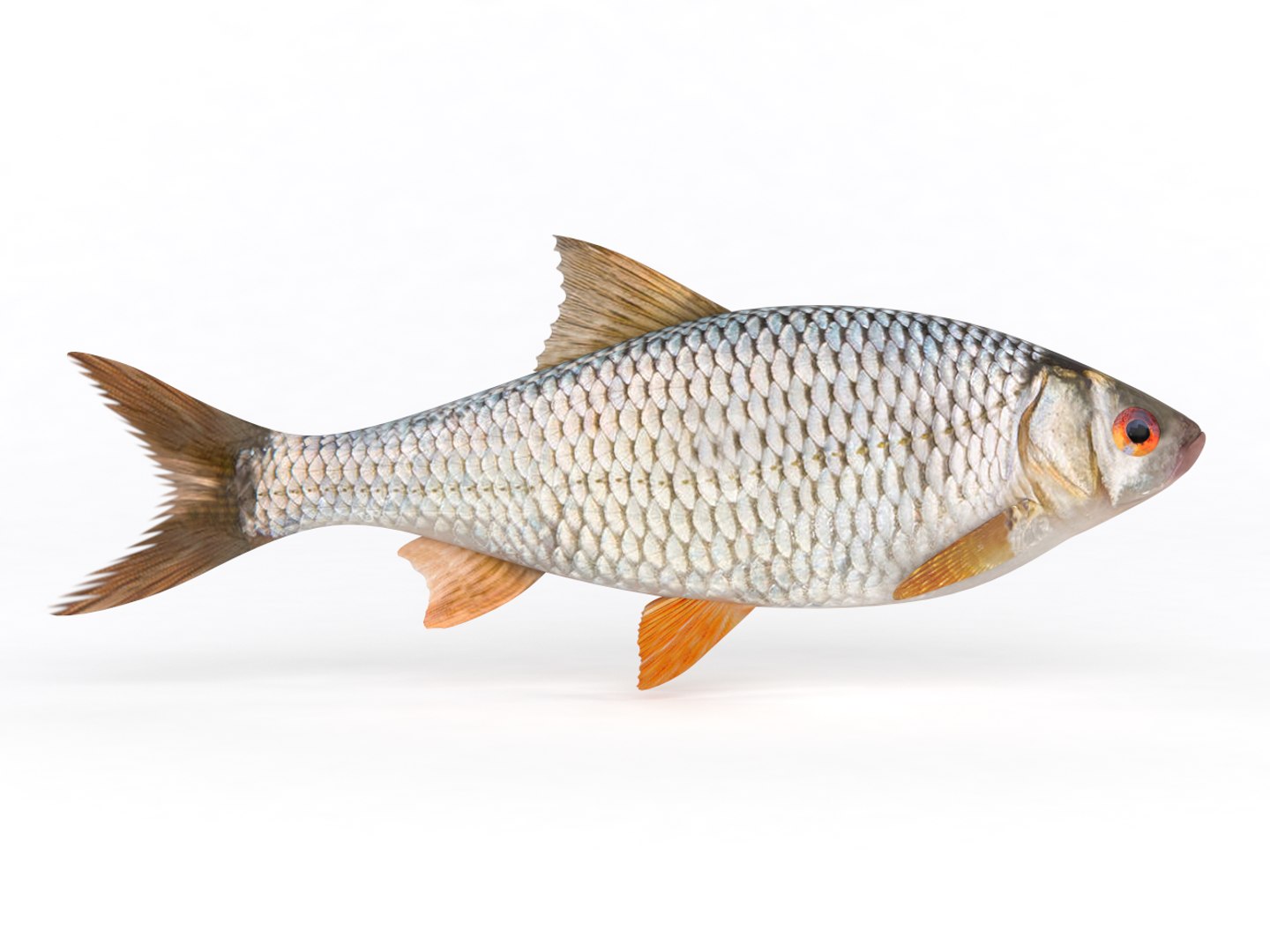 3D Model Roach Fish - TurboSquid 1445735