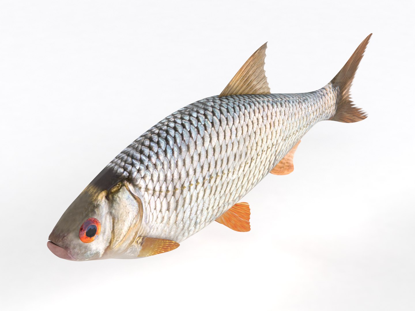 3D Model Roach Fish - TurboSquid 1445735