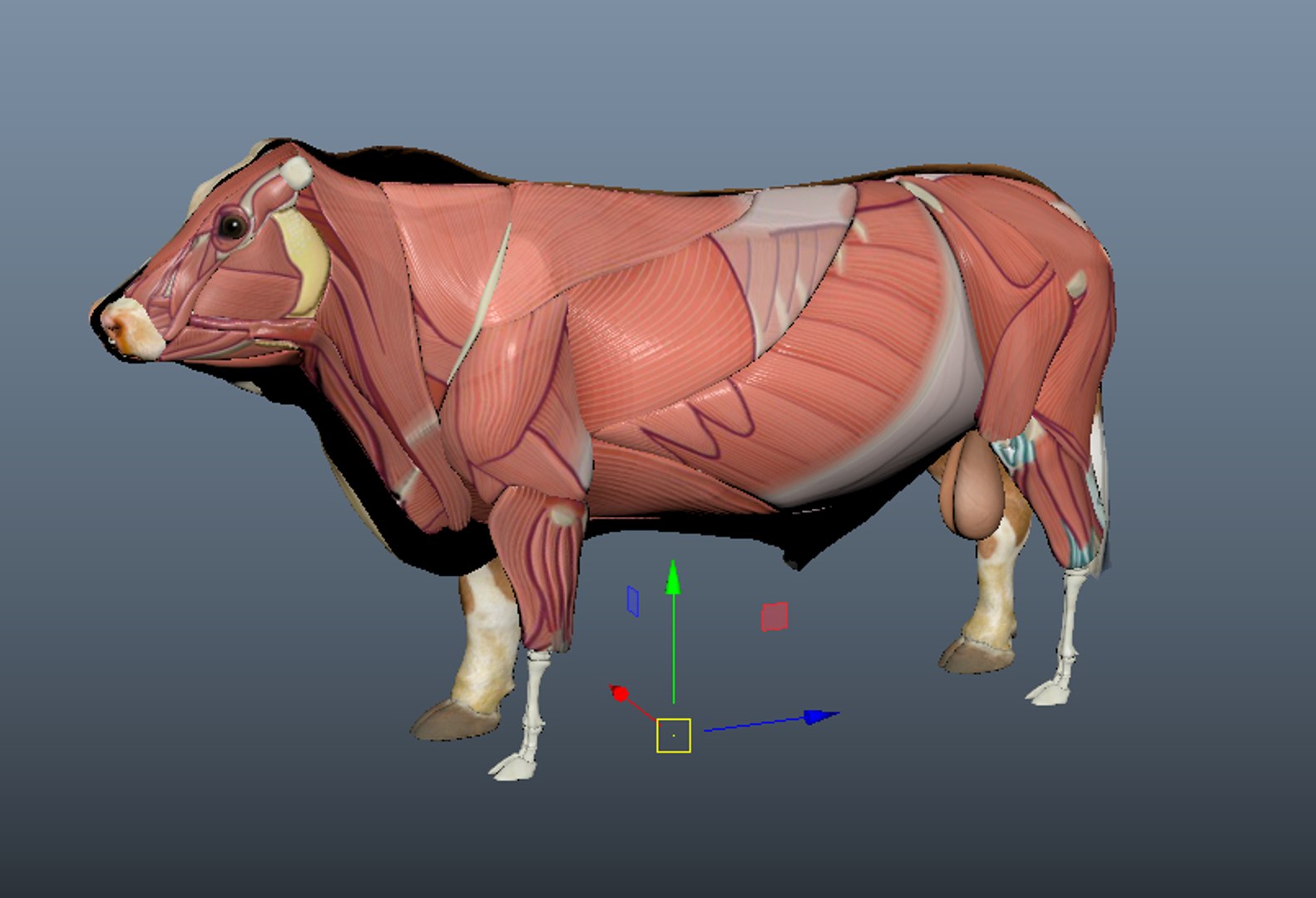 3D Cattle - TurboSquid 1543215