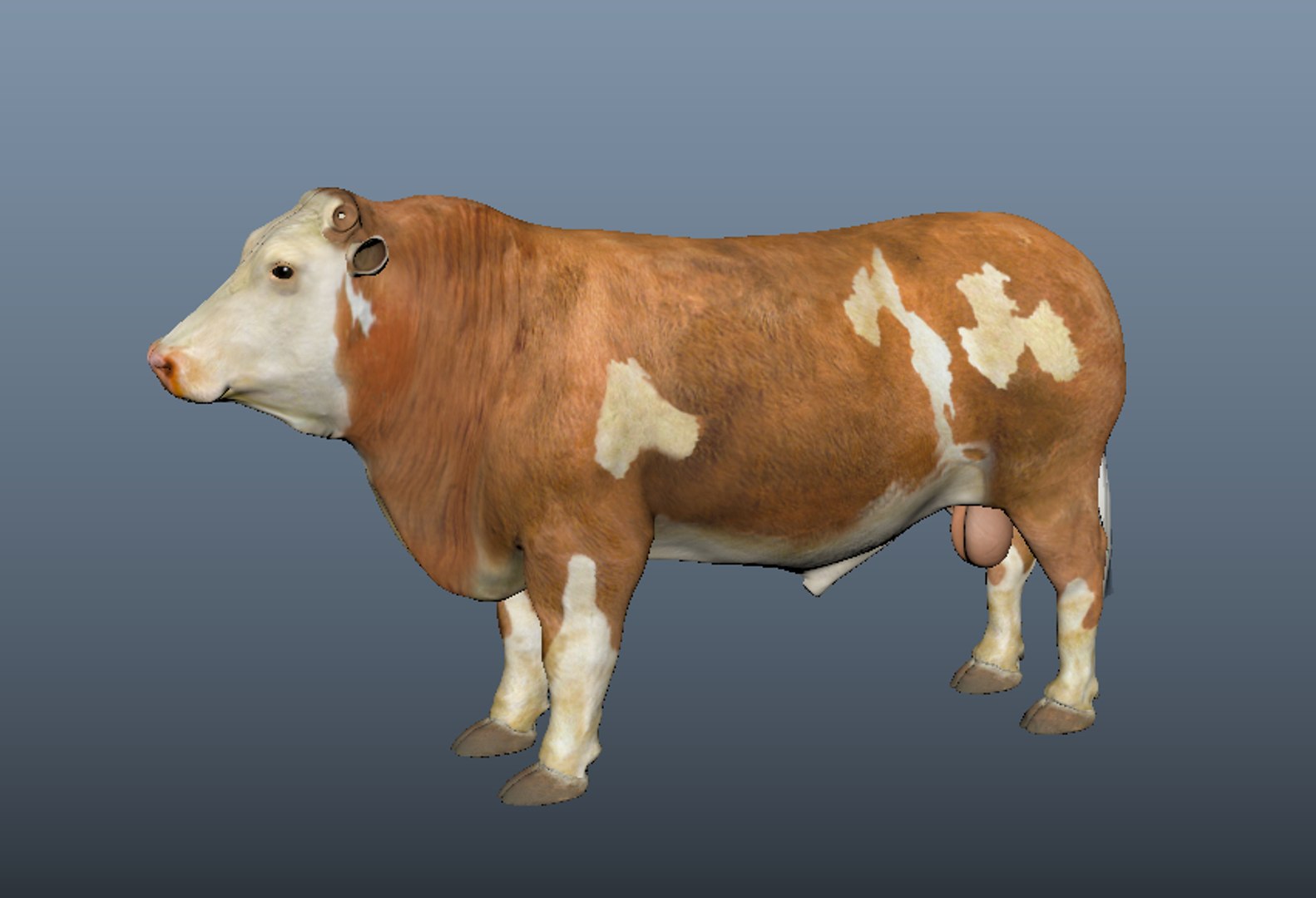 3D Cattle - TurboSquid 1543215