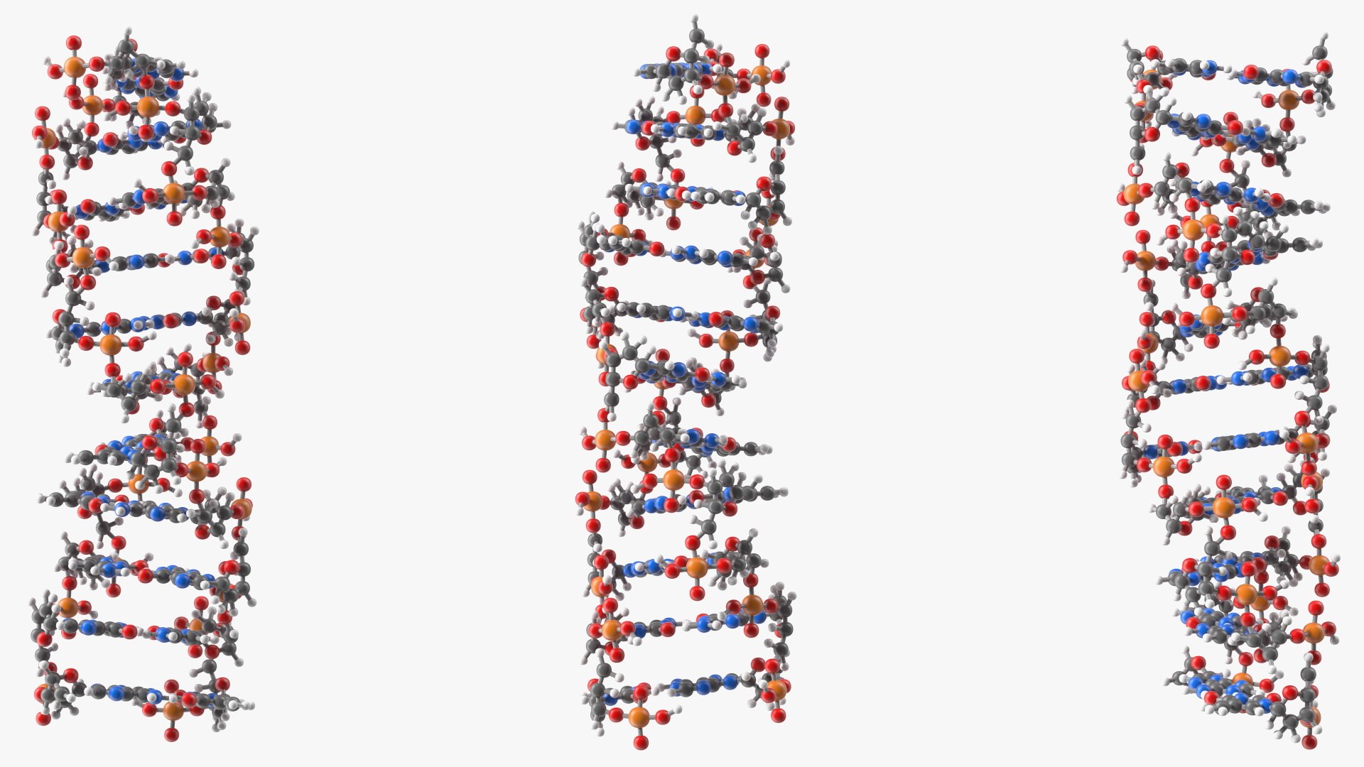 3D DNA Structures Collection Model - TurboSquid 2298708