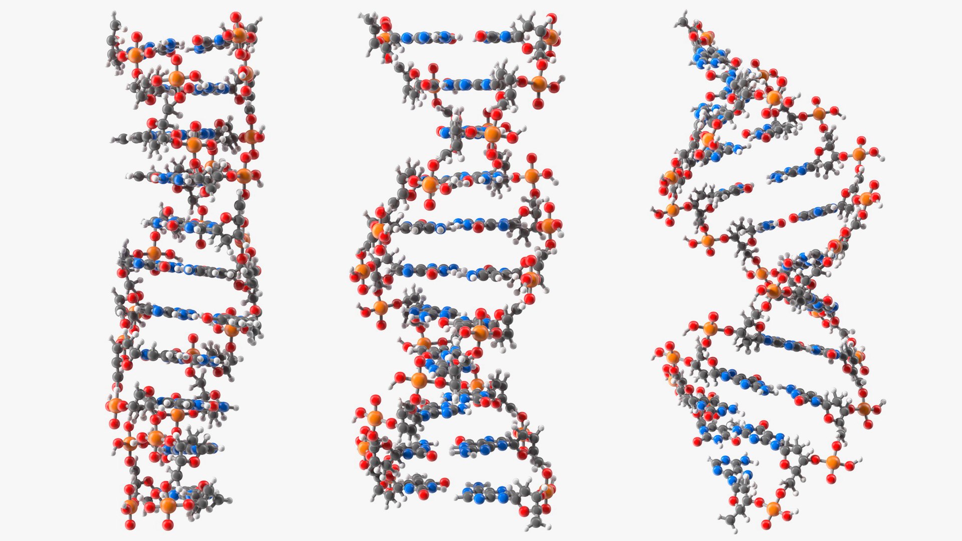 3D DNA Structures Collection Model - TurboSquid 2298708