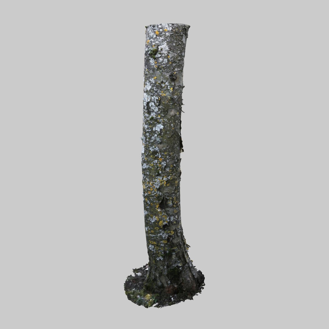 tree trunk 3d max