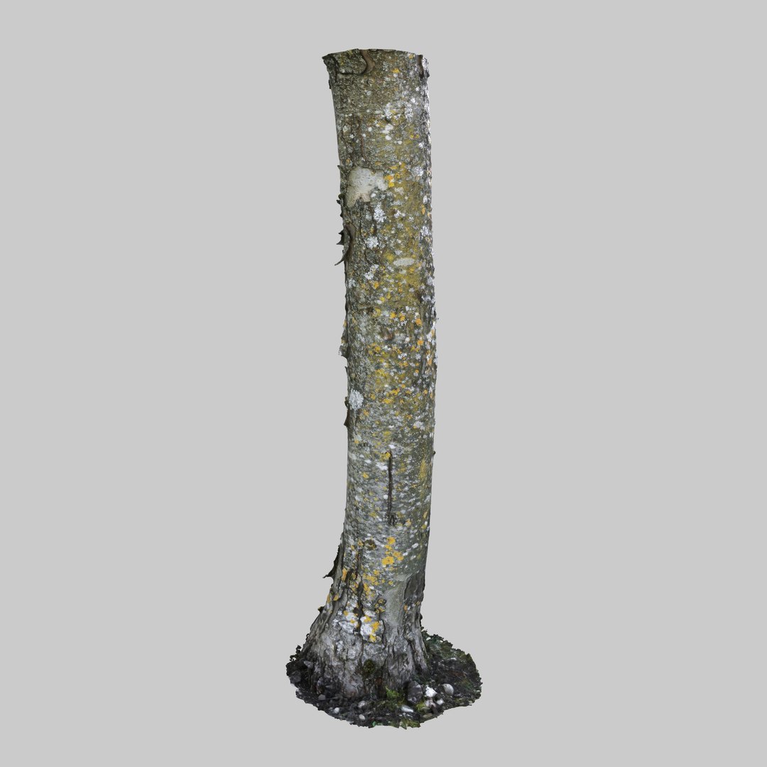 tree trunk 3d max