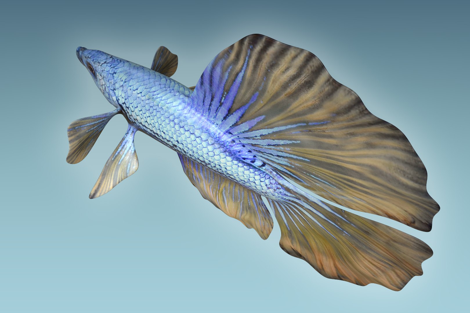 3D betta fish - TurboSquid 1205938