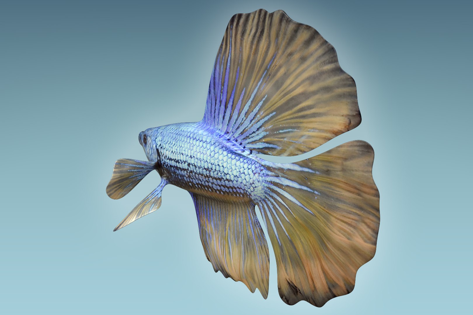 3D betta fish - TurboSquid 1205938
