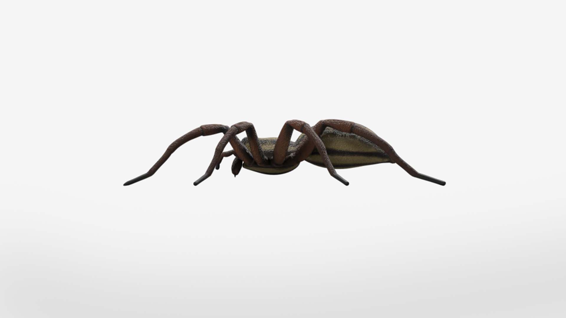 Wolf Spider 3D - TurboSquid 1826263