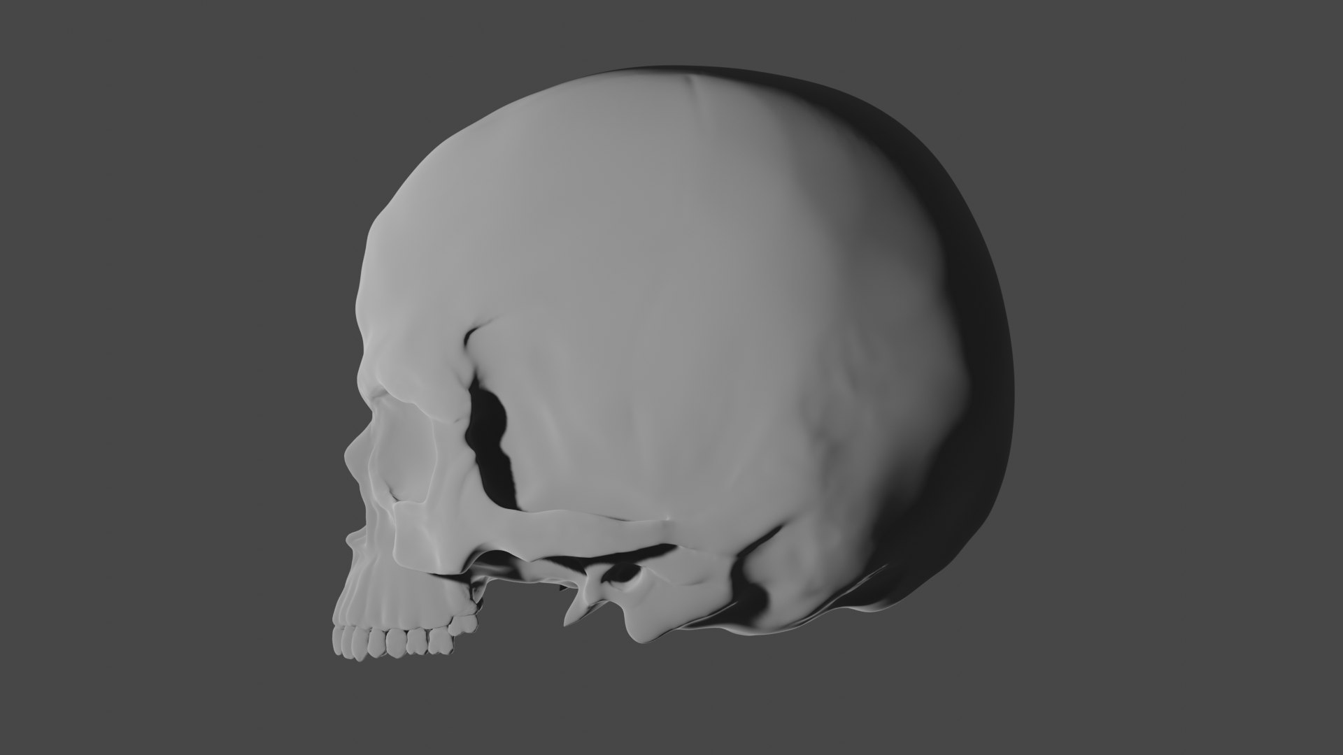 3D Basic Human Skull For Decoration - TurboSquid 2061608