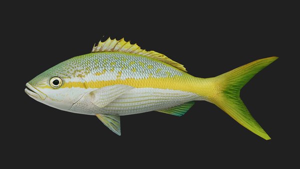 modelo 3d pargo - TurboSquid 2119723