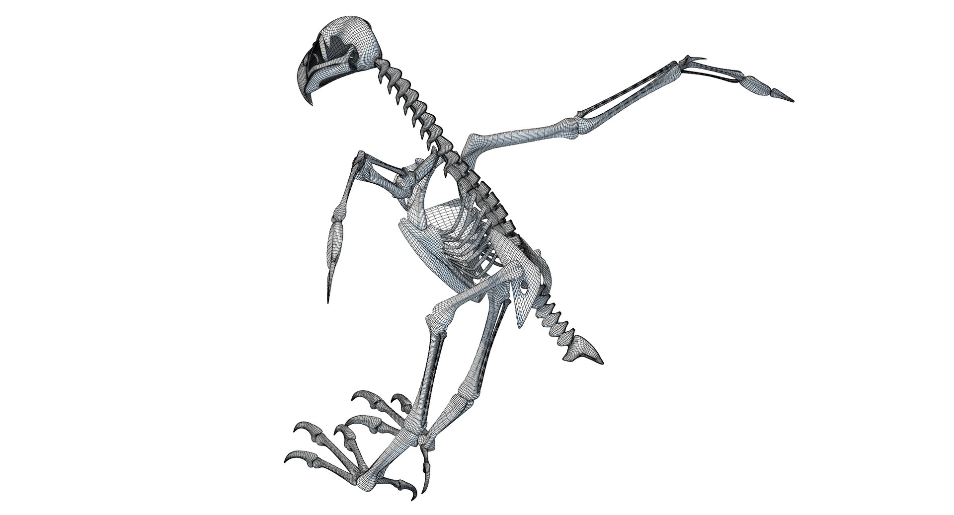 Max Bald Eagle Skeleton
