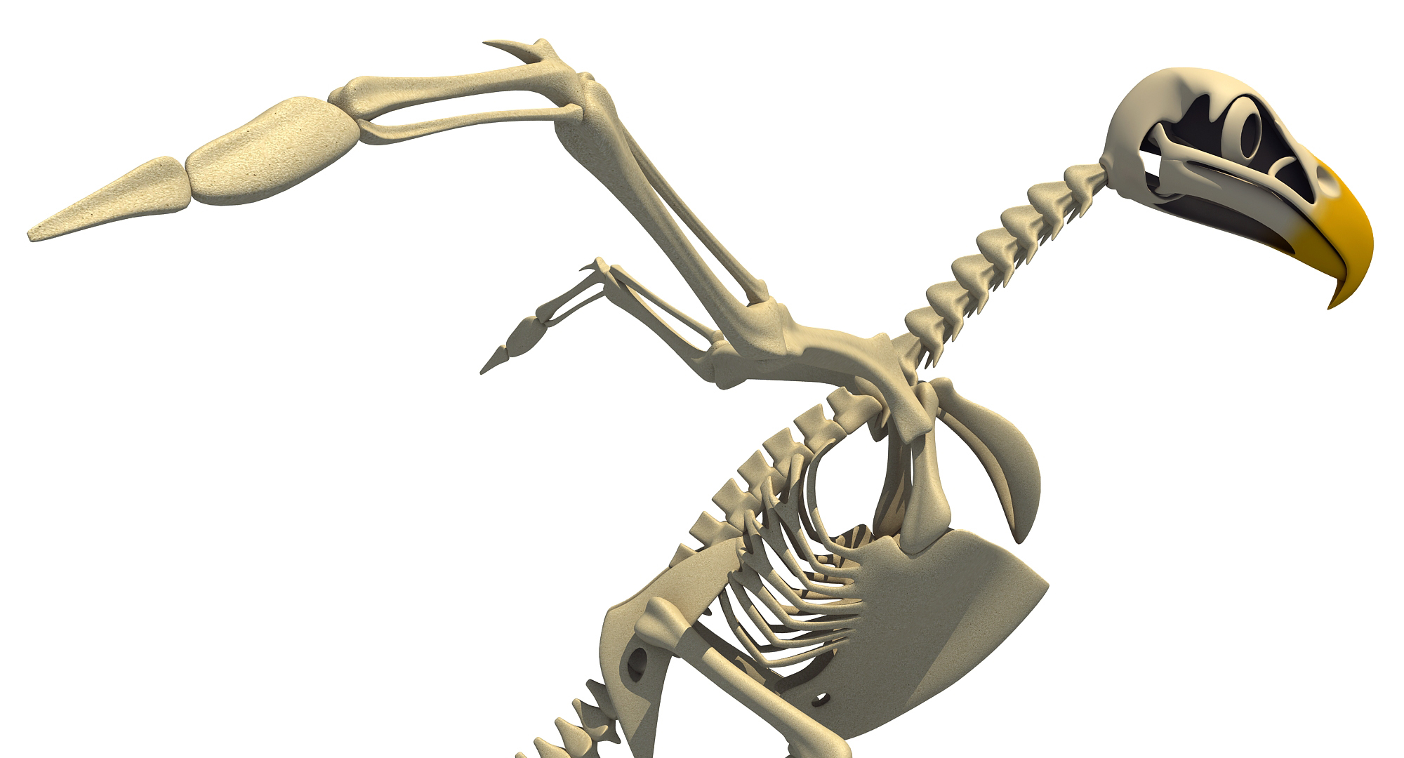 max bald eagle skeleton