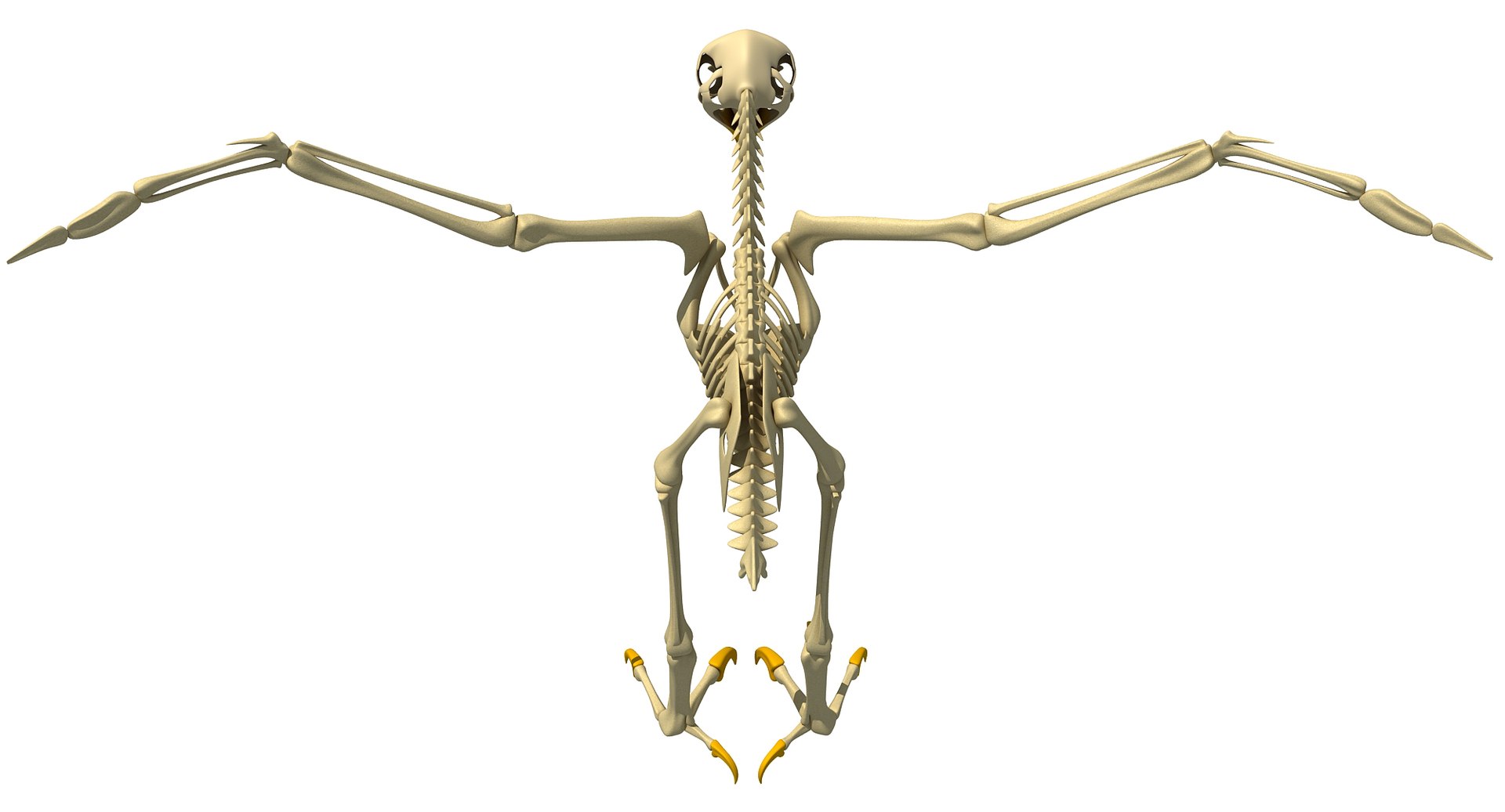 Max Bald Eagle Skeleton