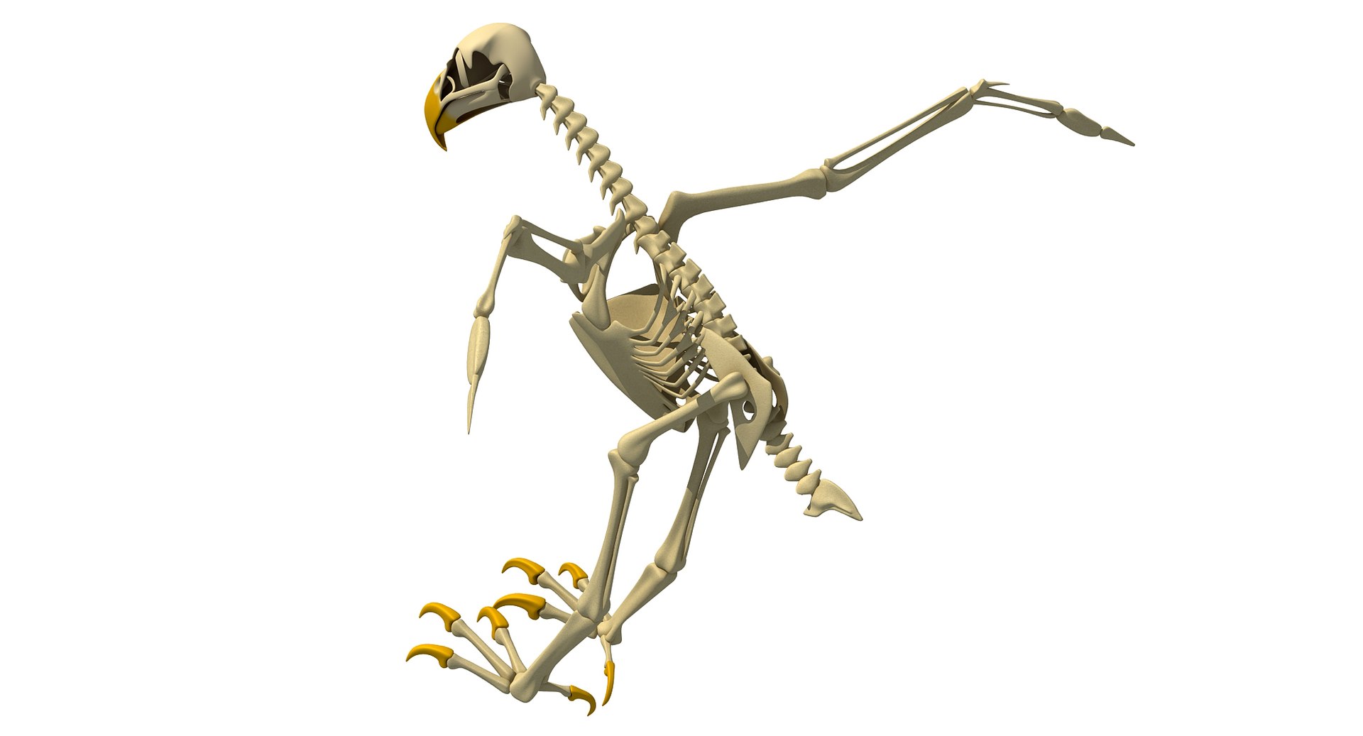 Max Bald Eagle Skeleton