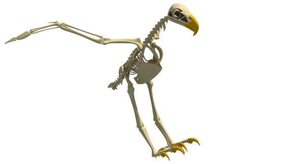 max bald eagle skeleton