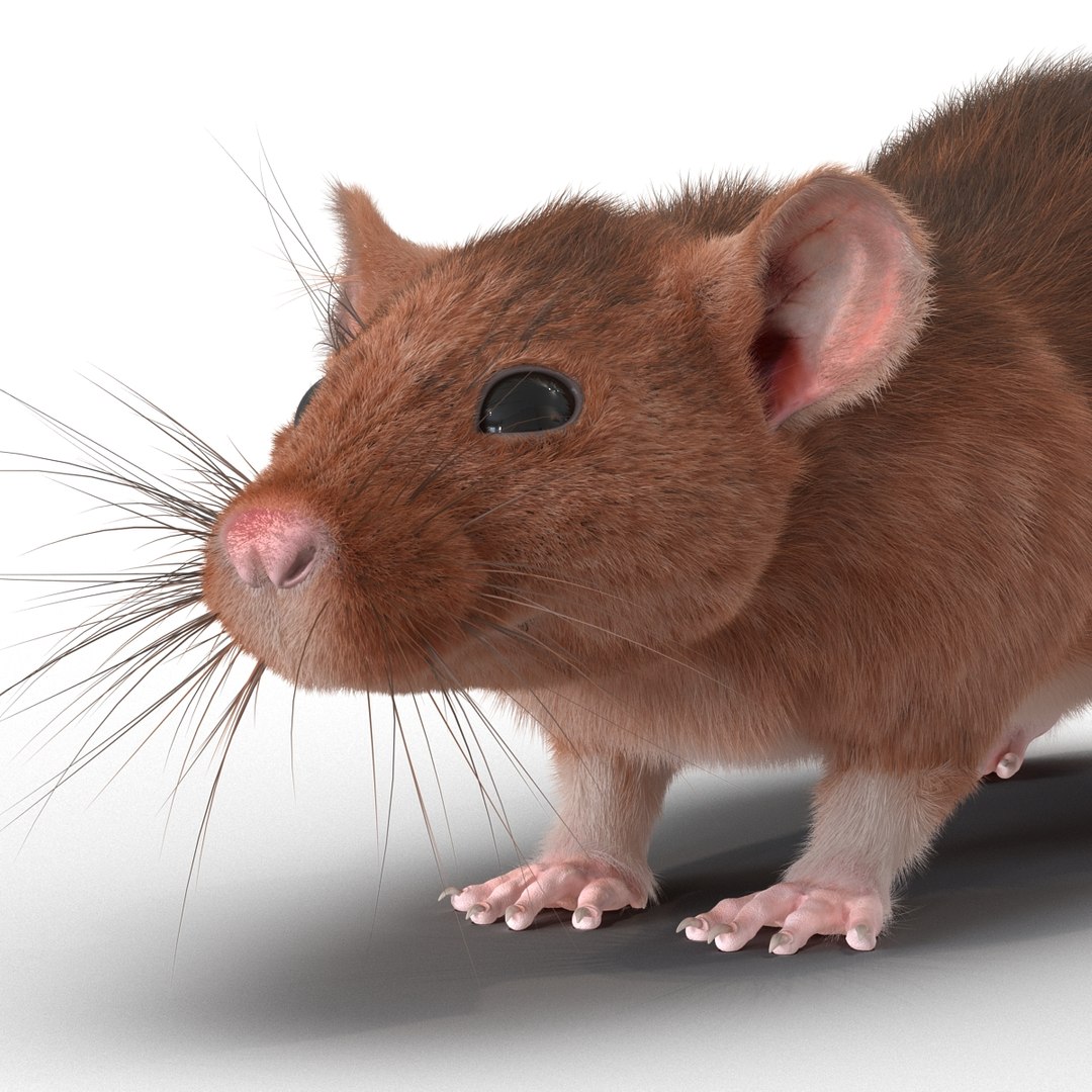 3d Rat 2 Model