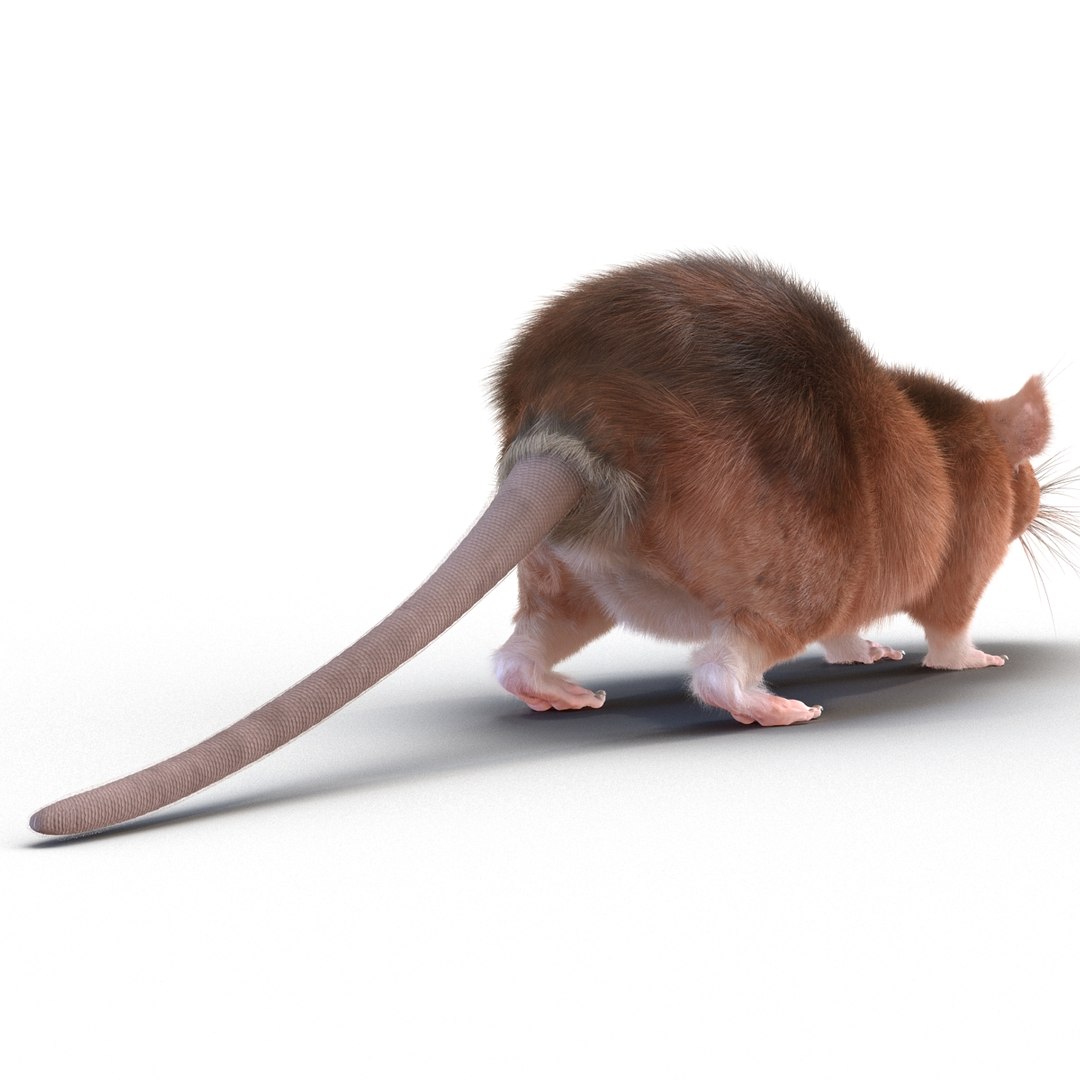 3d Rat 2 Model