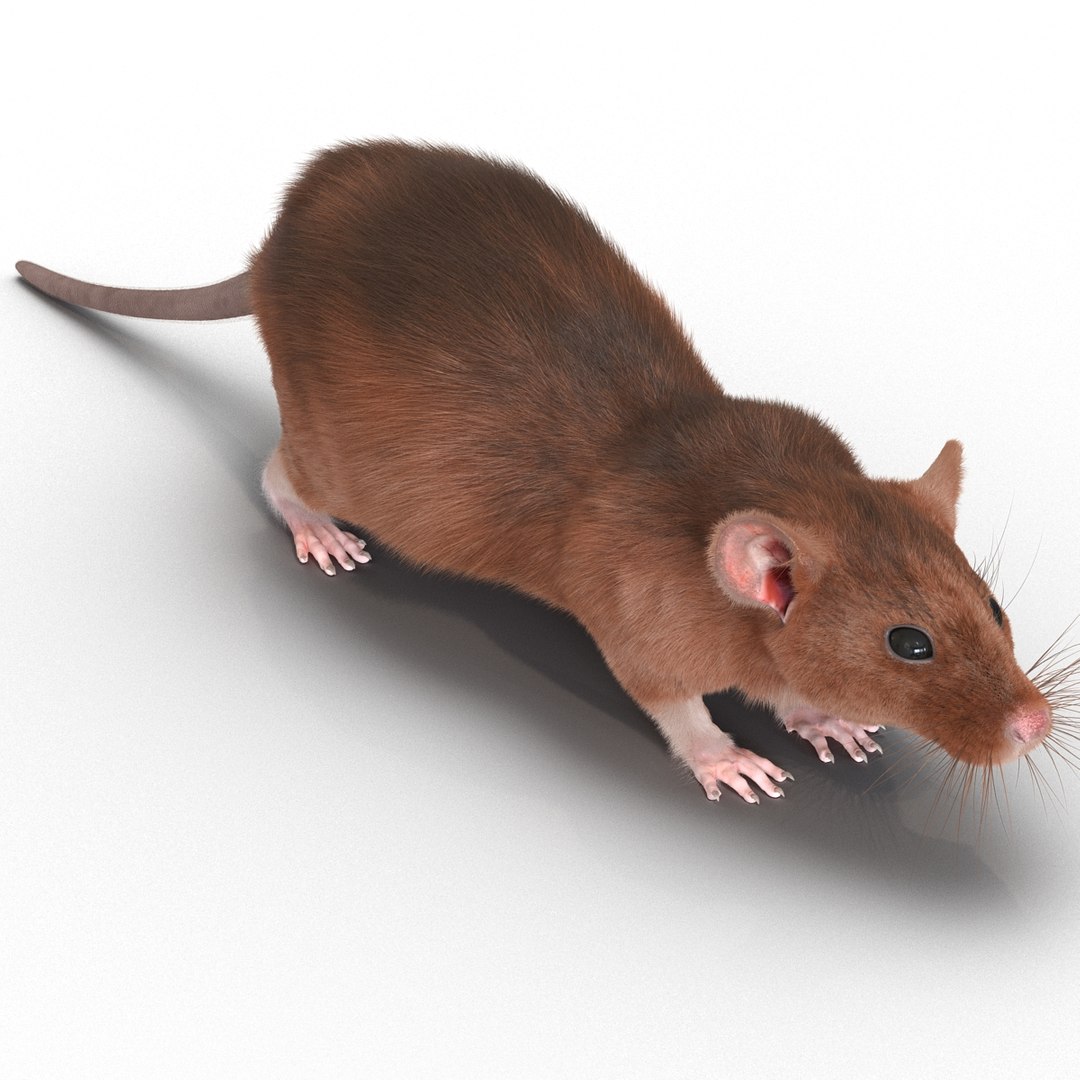 3d Rat 2 Model