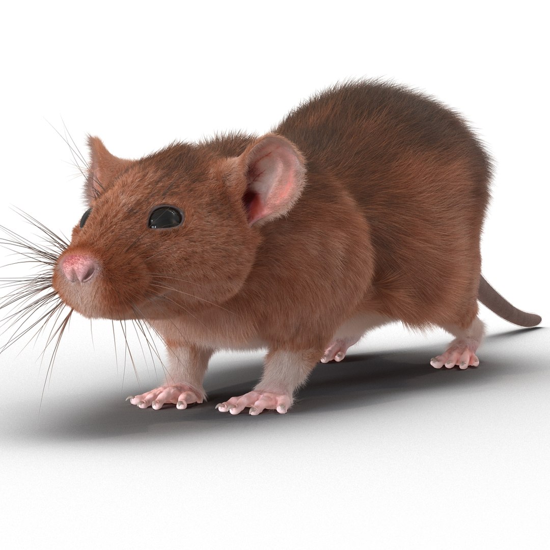 3d Rat 2 Model