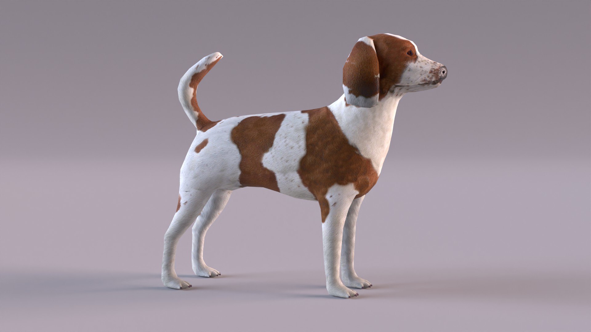 3D beagle dog model - TurboSquid 1431708