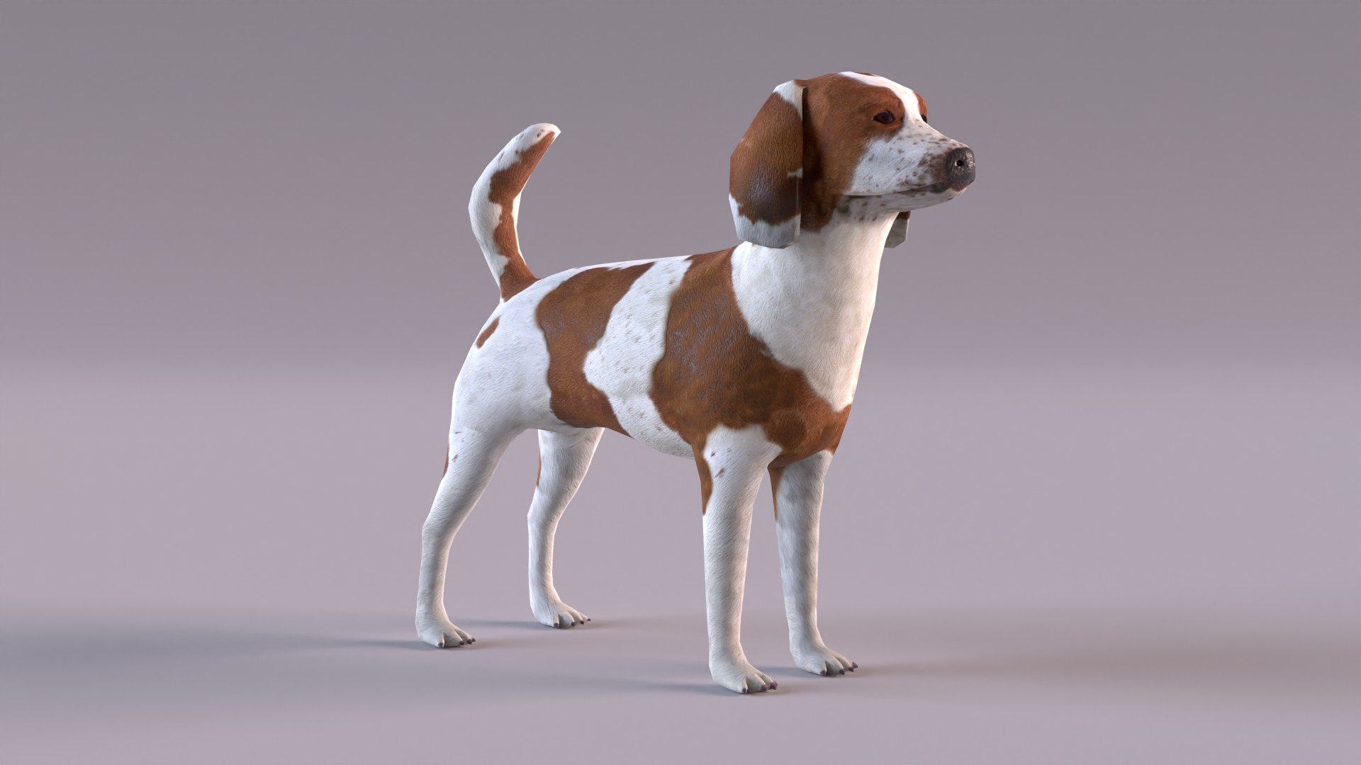 3D beagle dog model - TurboSquid 1431708