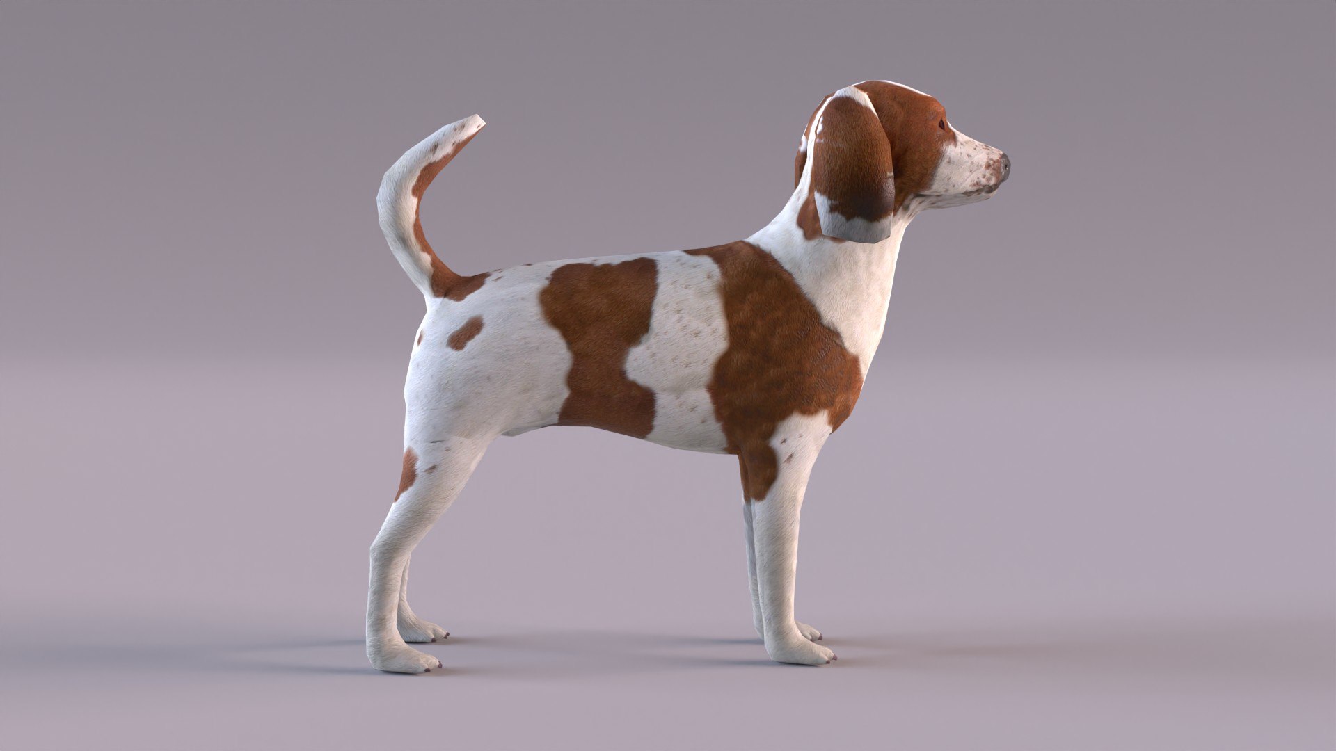 3D beagle dog model - TurboSquid 1431708
