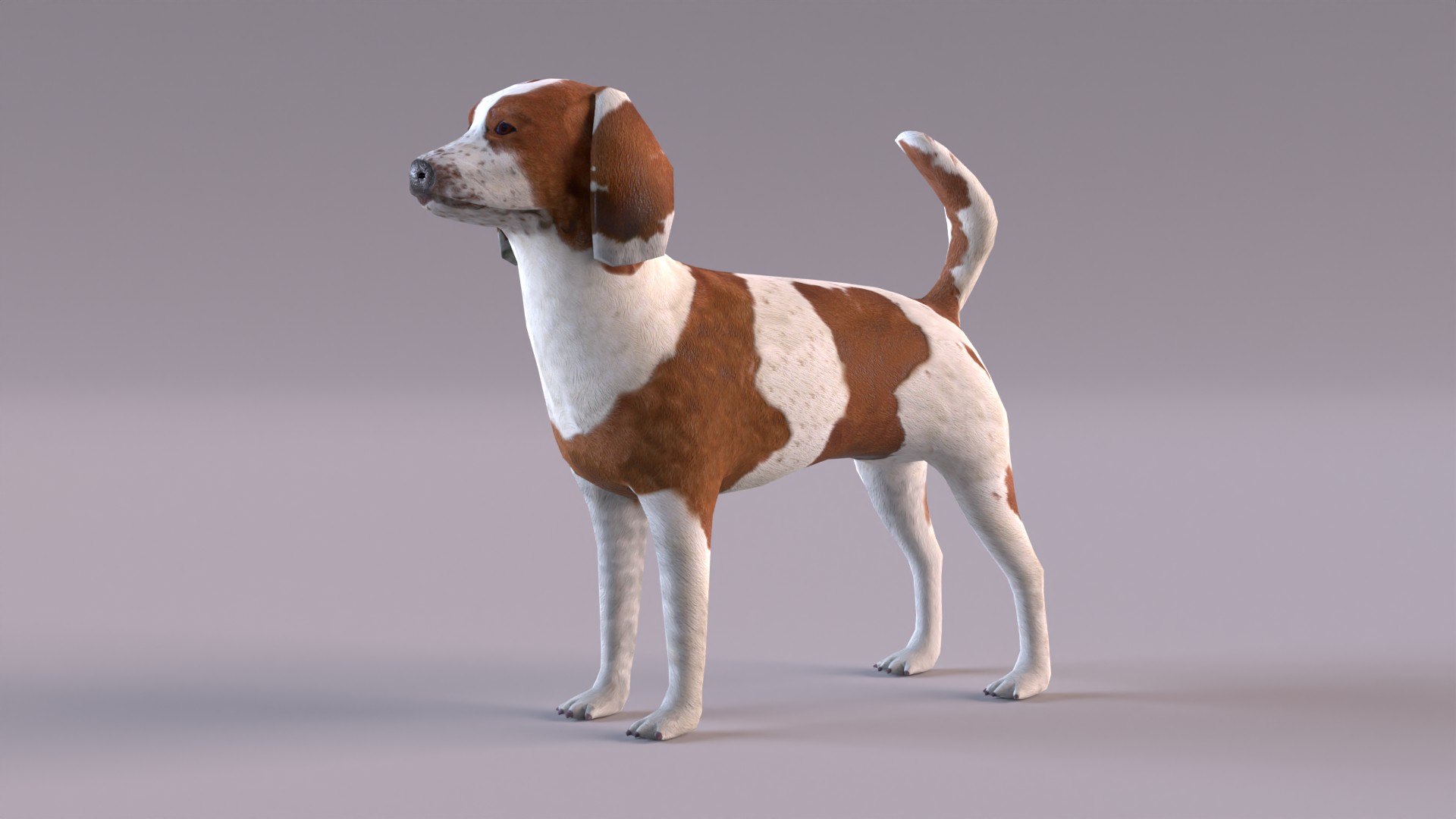 3D beagle dog model - TurboSquid 1431708