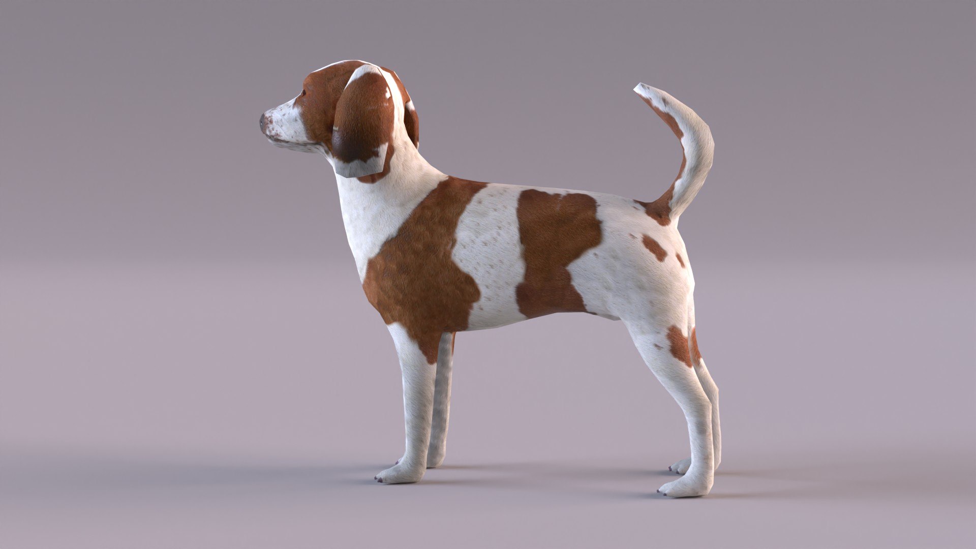 3D beagle dog model - TurboSquid 1431708