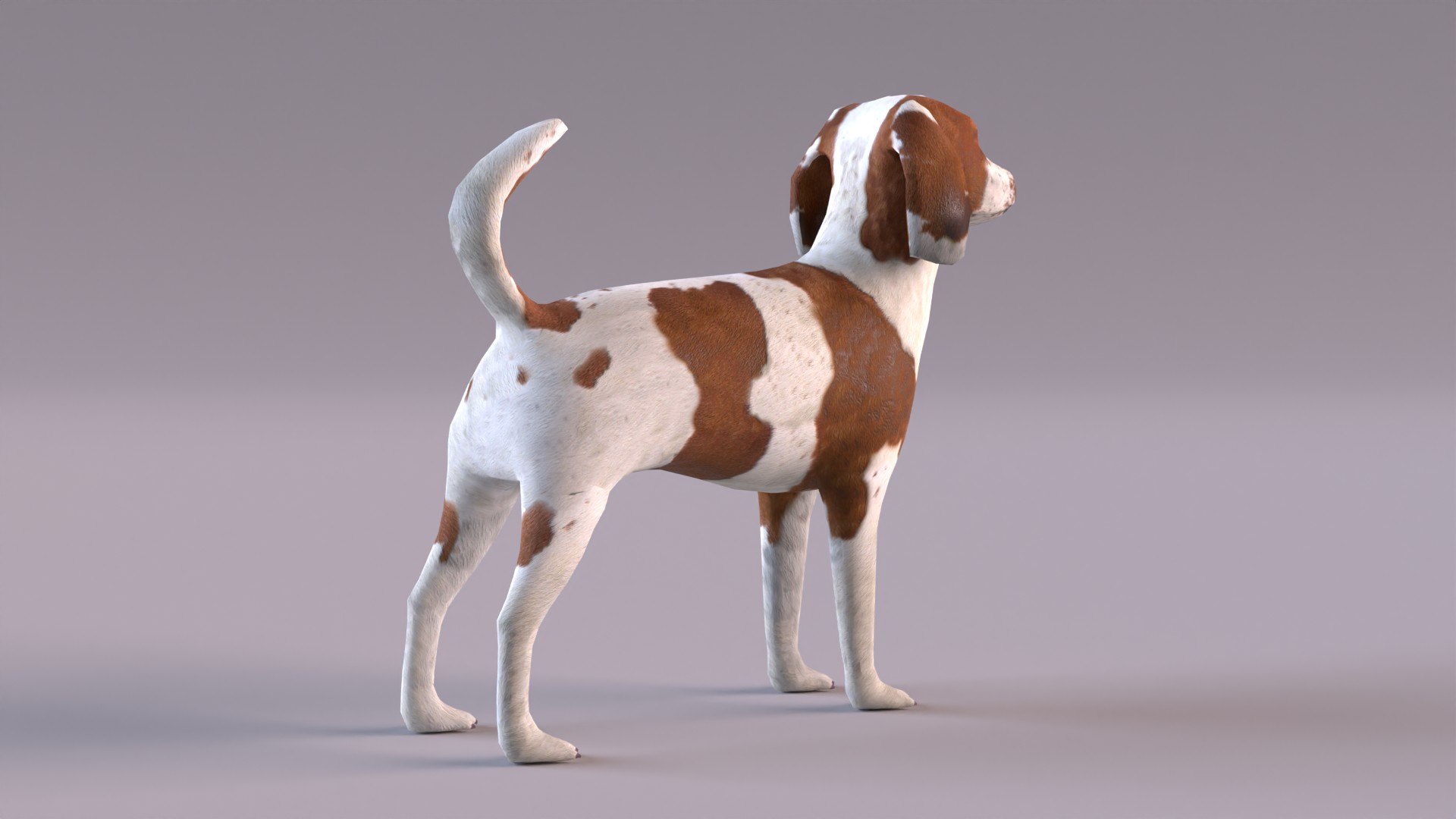 3D beagle dog model - TurboSquid 1431708