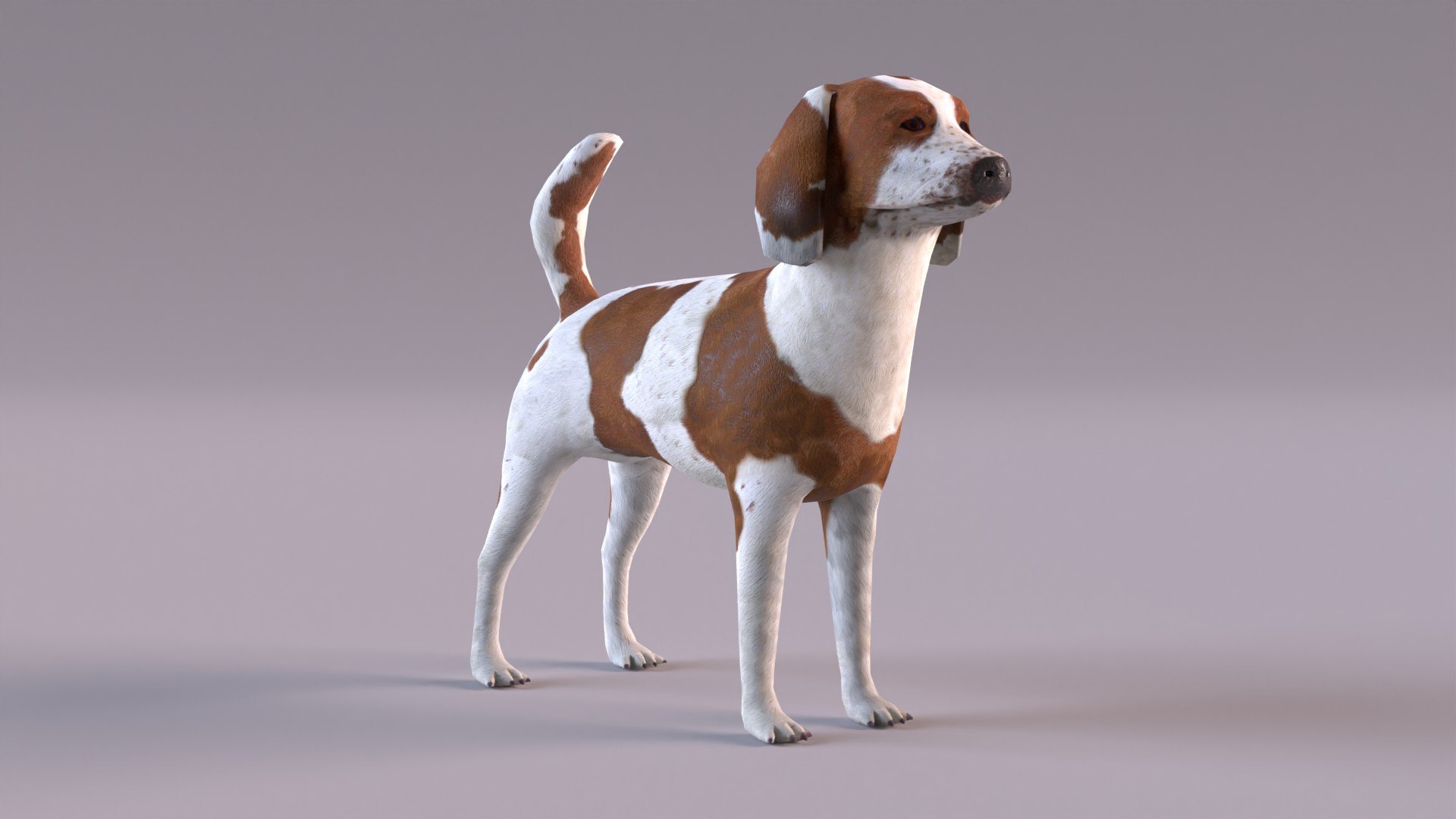 3D beagle dog model - TurboSquid 1431708