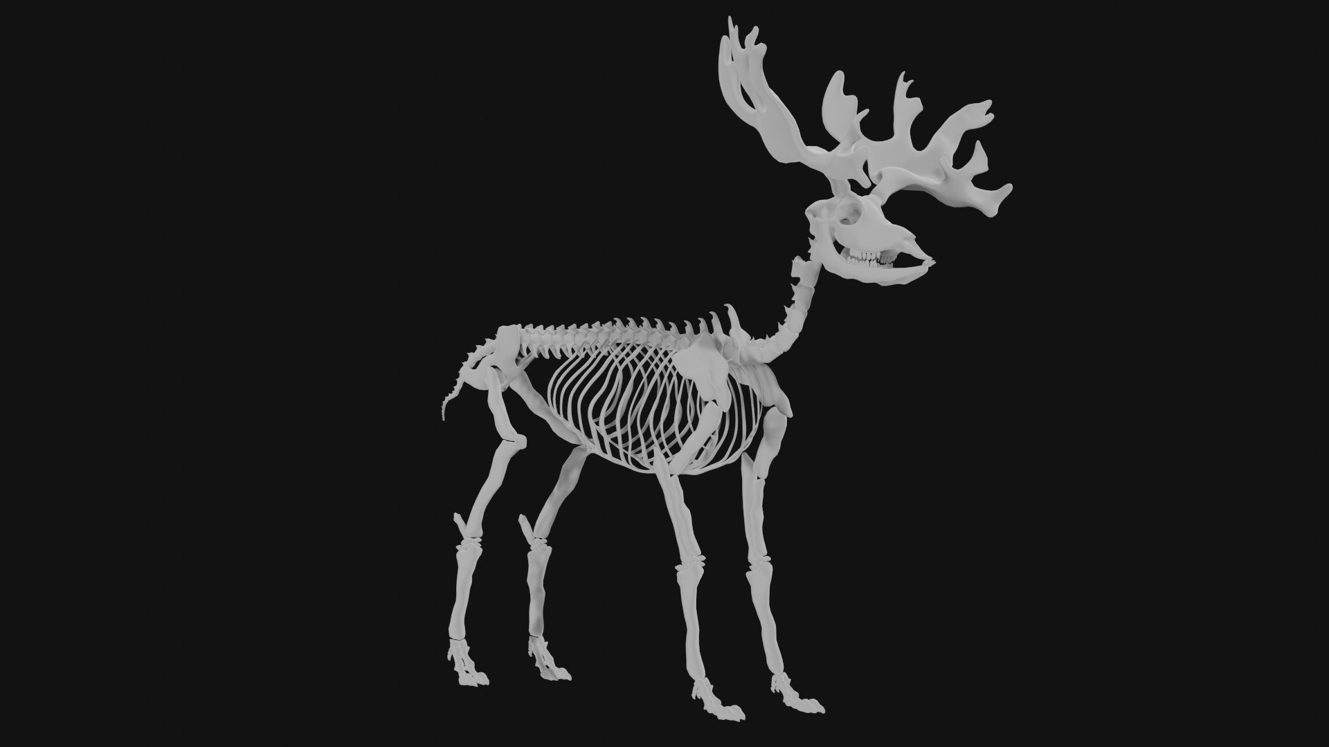 Reindeer Skeleton 3D Model - TurboSquid 1983389