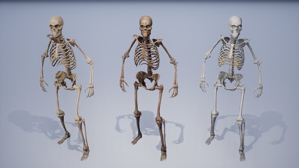 3d human skeleton bone rigged