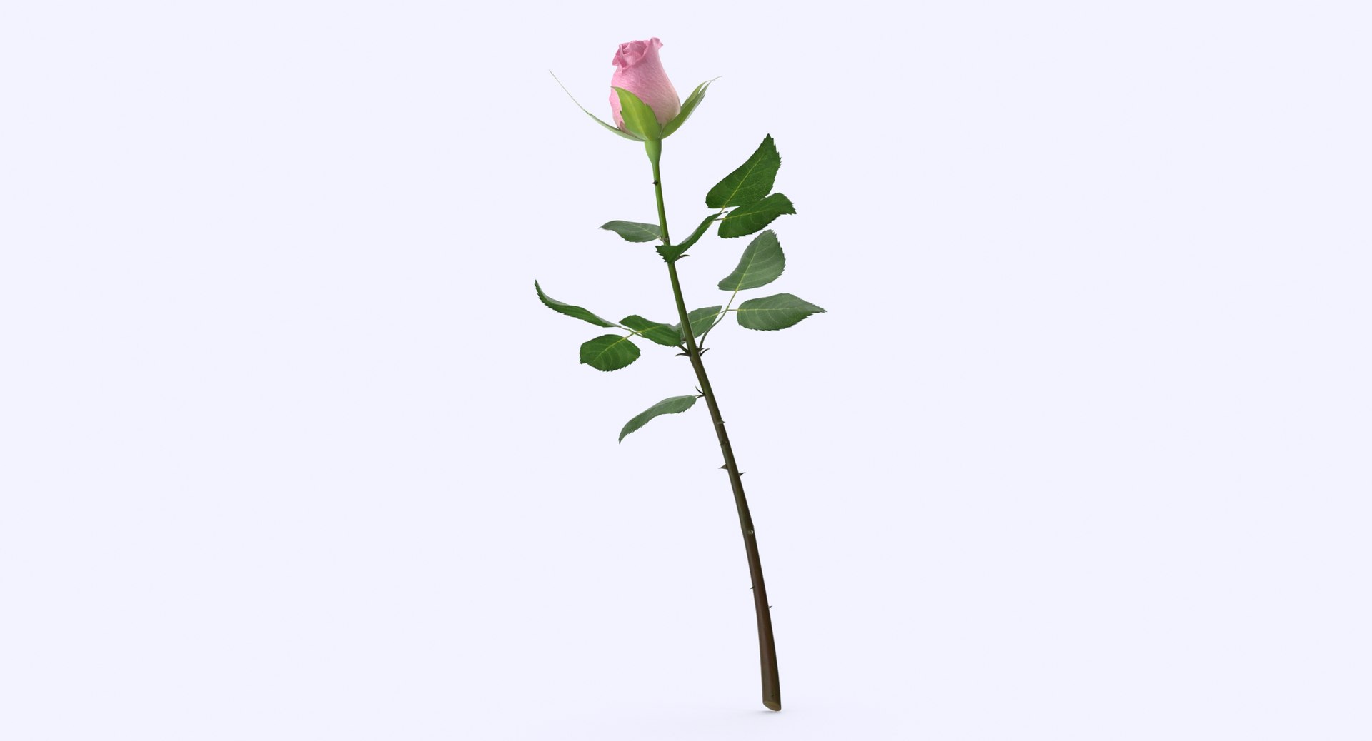 Rose Modeled 3d Max