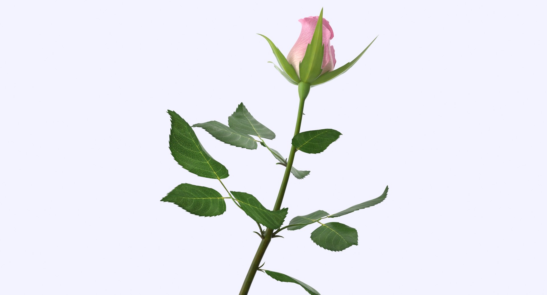 Rose Modeled 3d Max